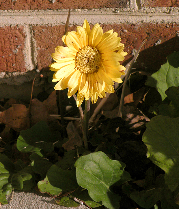 One Tough Little Daisy - Gina Tepper